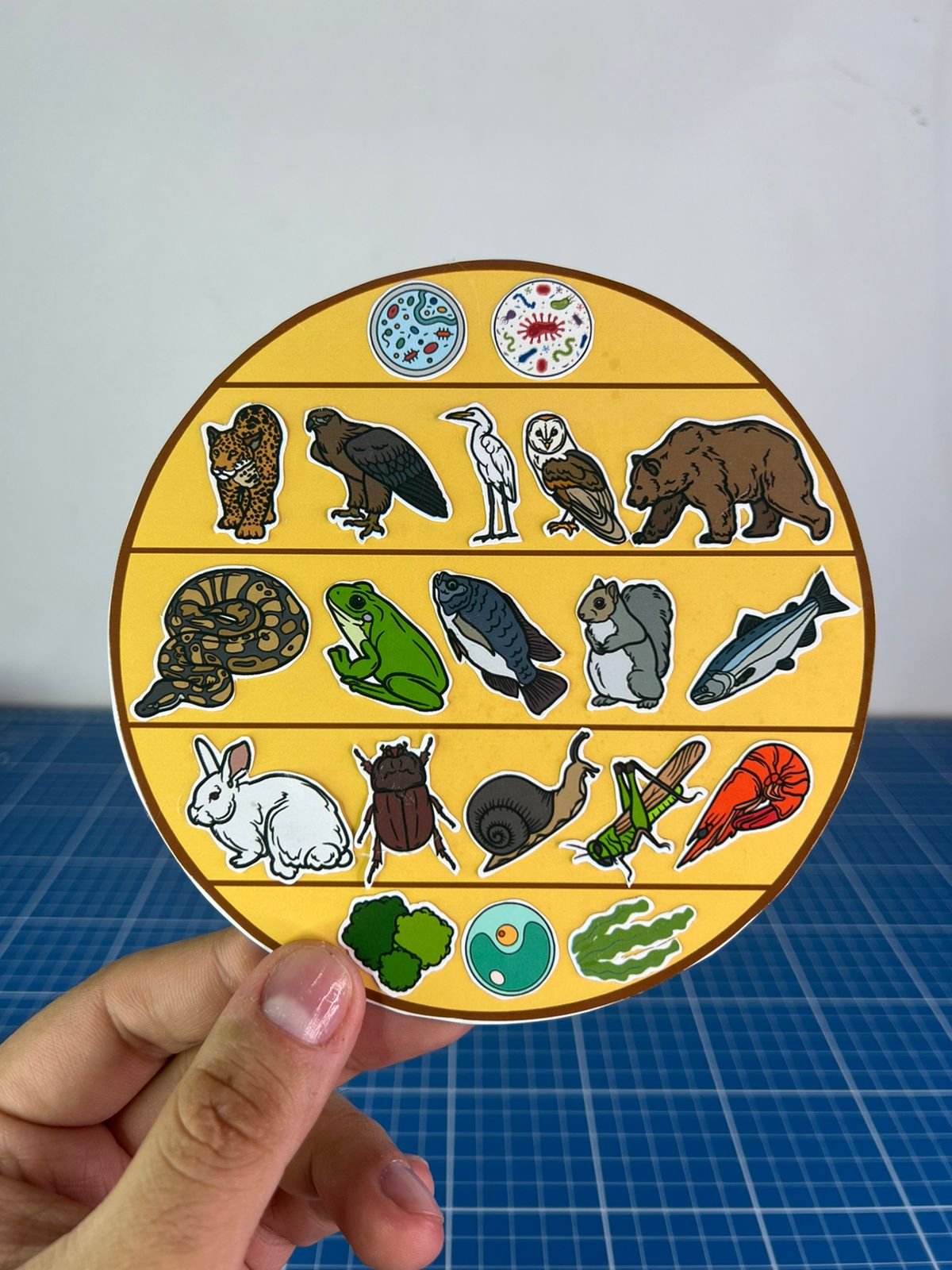 Caça Caça Animal – Sua Loja de Atividades Pedagógicas – Prof. Jocélio