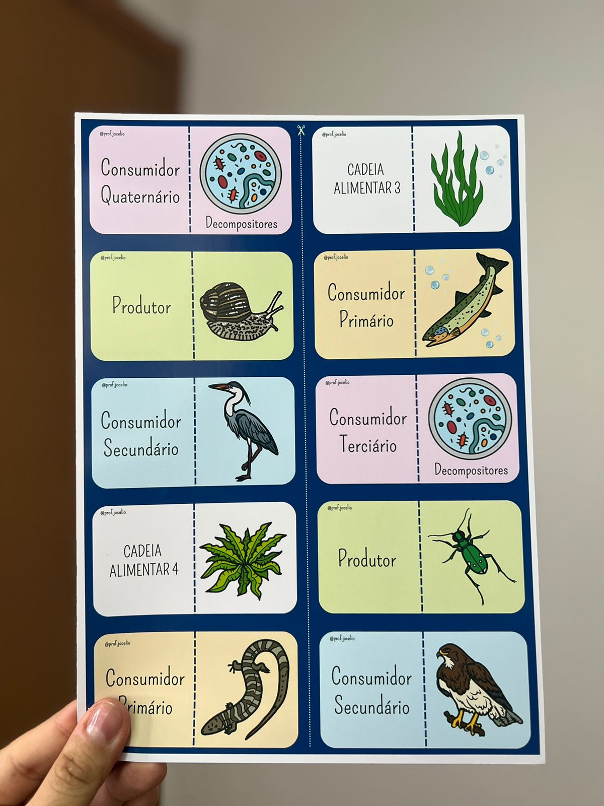 Caça Caça Animal – Sua Loja de Atividades Pedagógicas – Prof. Jocélio